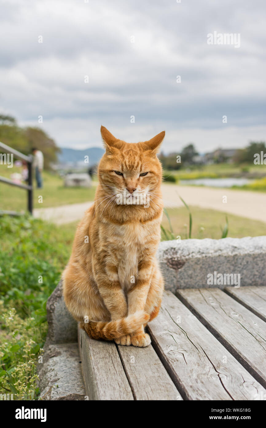 Ginger cat sit on the bench in Kyoto, Japan Stock Photo - Alamy