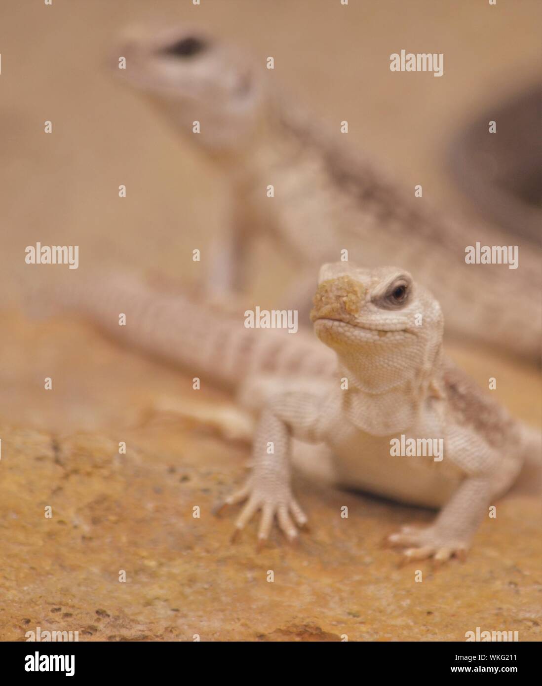 Full body lizard hi-res stock photography and images - Alamy