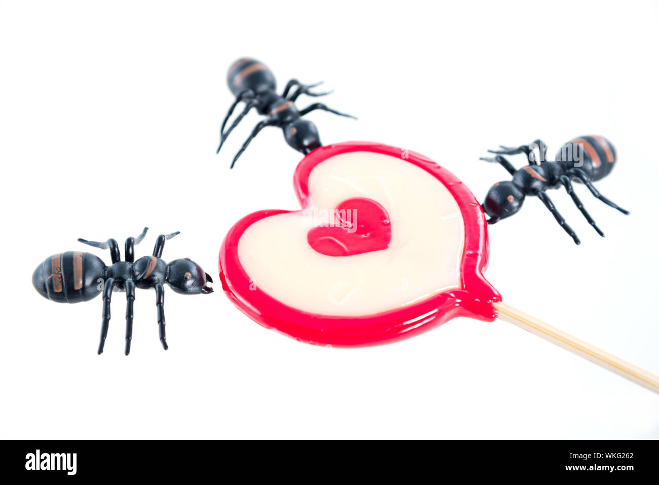 Ant Heart High Resolution Stock Photography and Images - Alamy
