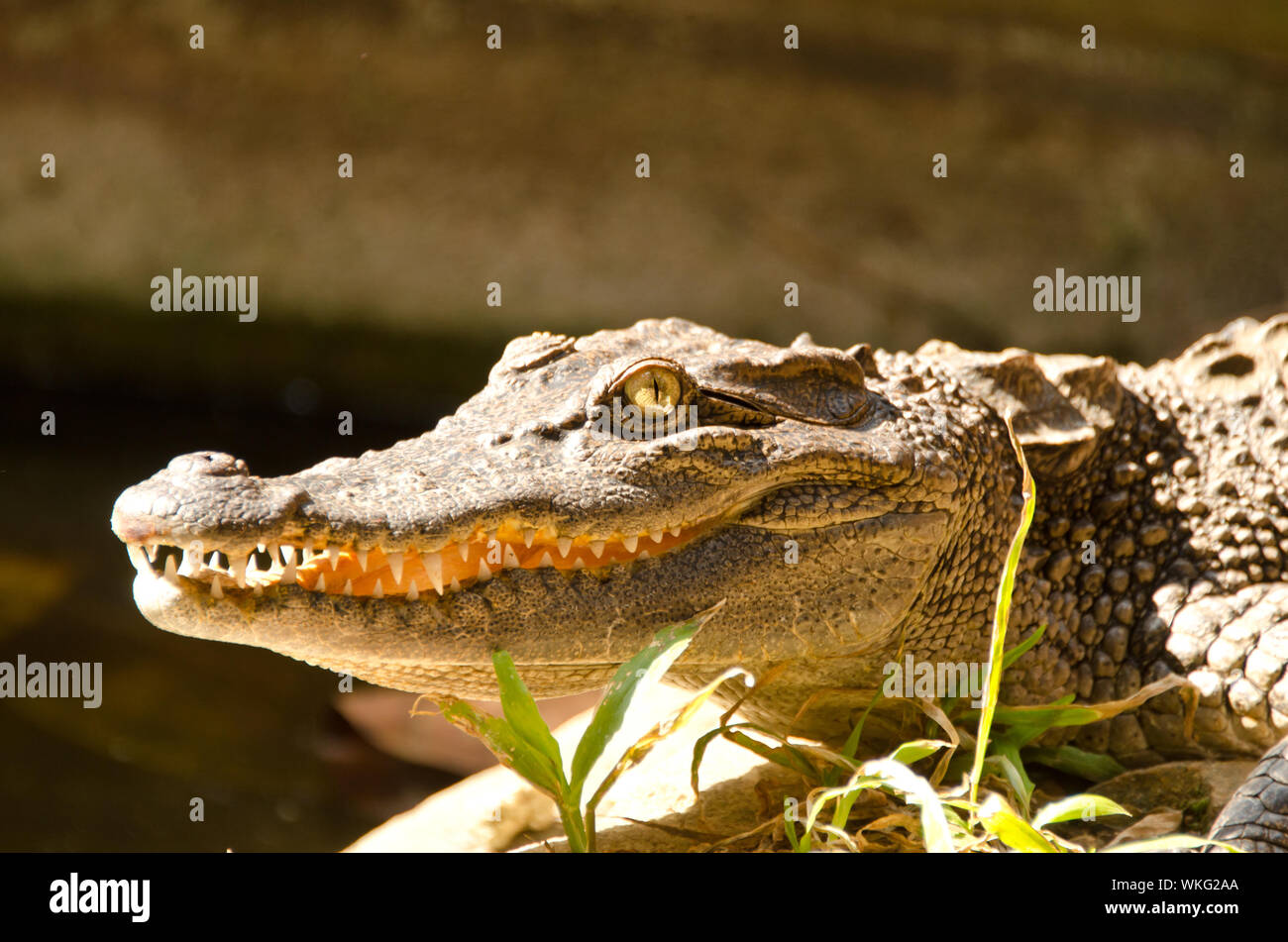 Crocodile field animal wildlife hi-res stock photography and images - Alamy