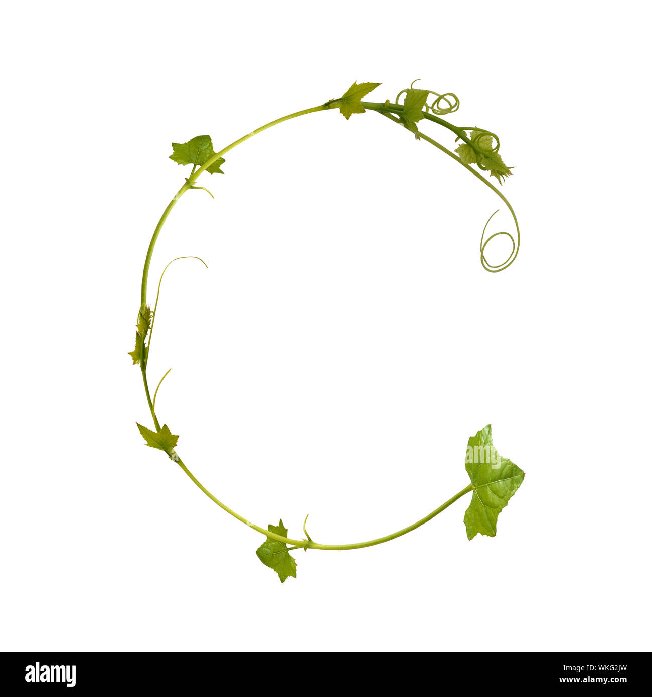 Letter C Plant High Resolution Stock Photography and Images - Alamy