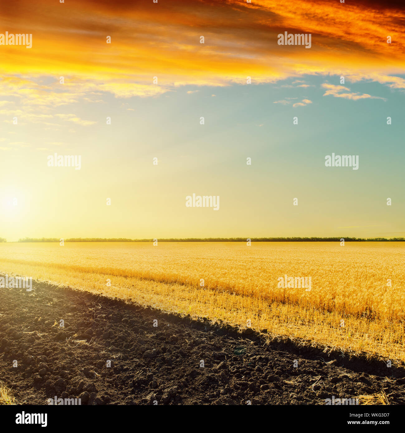 red sunset over field with golden harvest Stock Photo - Alamy