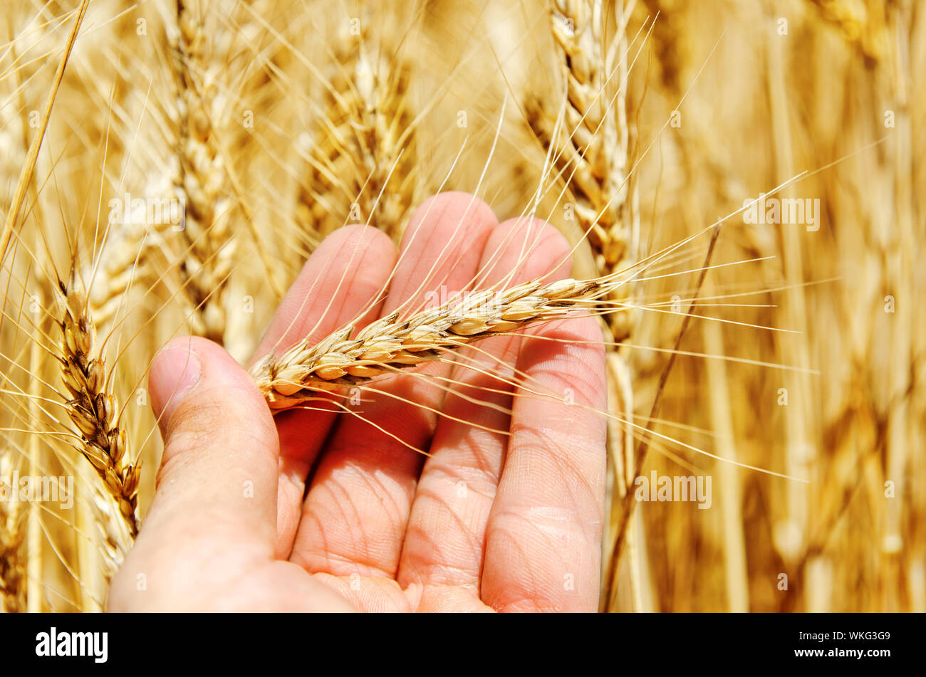 golden ear of wheat in hand Stock Photo - Alamy