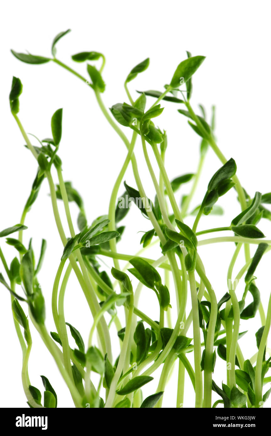 Green young pea sprouts isolated on white background Stock Photo - Alamy