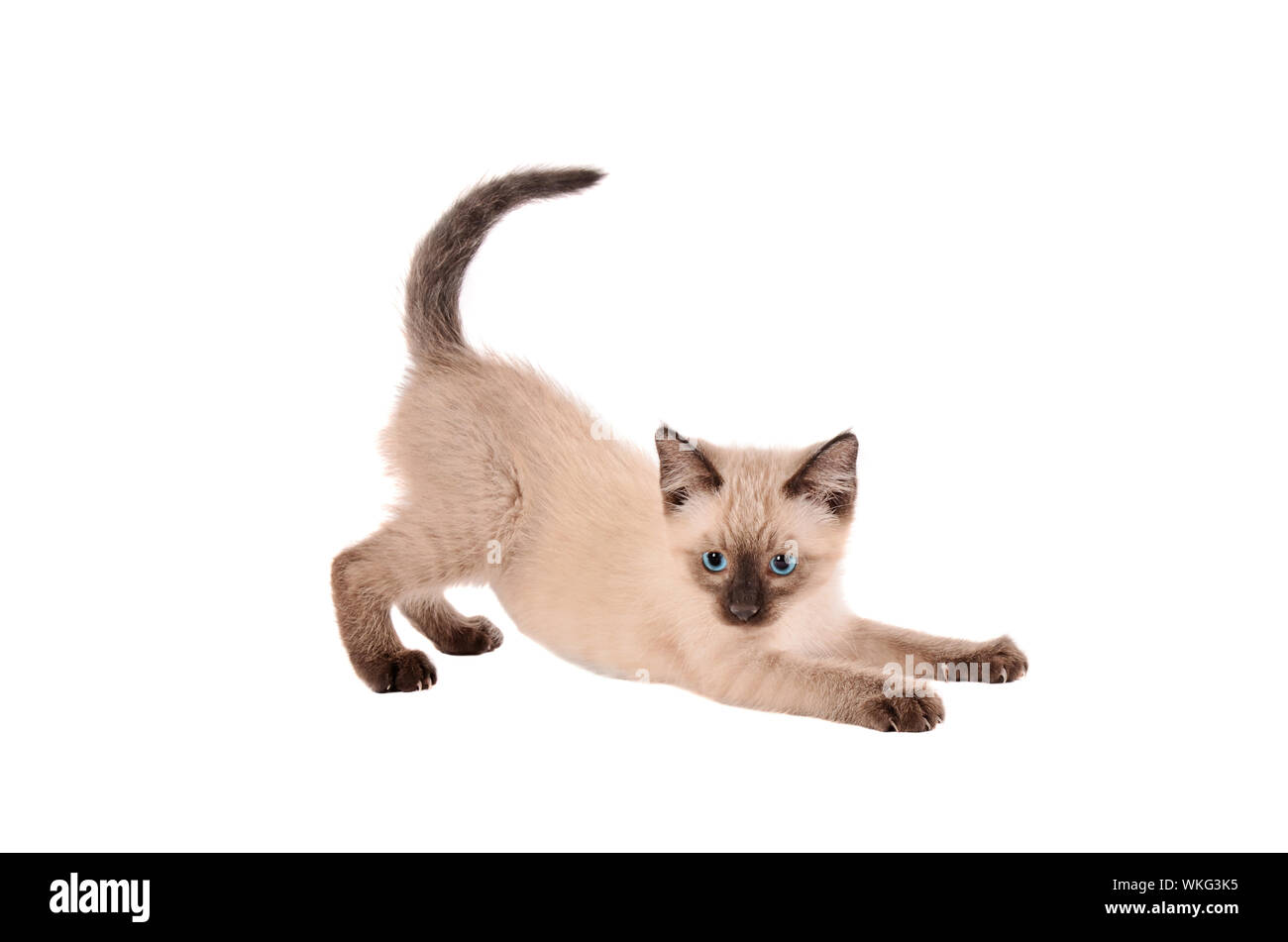 A siamese kitten stretching on a white background Stock Photo - Alamy