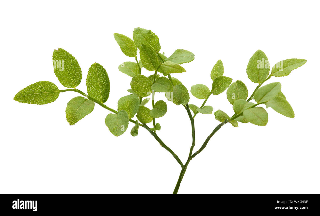 Isolated green bilberry bush on the white background Stock Photo - Alamy