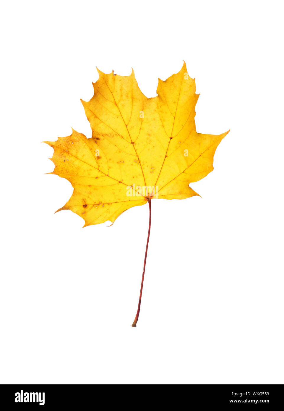 Mapleleaf hi-res stock photography and images - Alamy