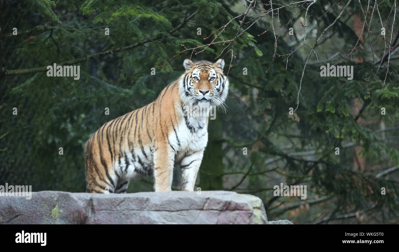 Wild tiger looking at camera hi-res stock photography and images - Alamy