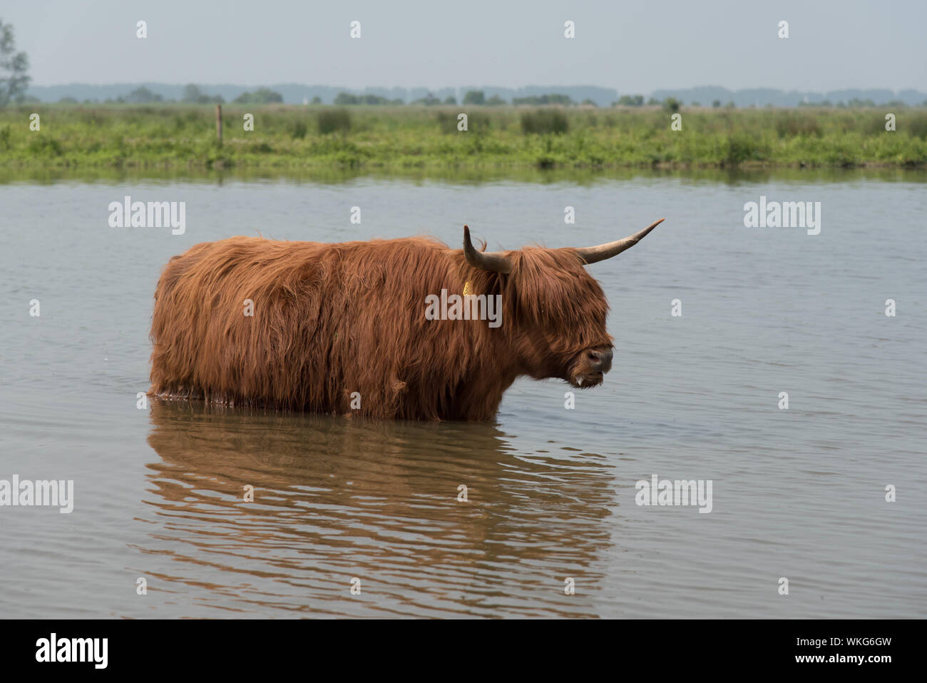 Cattle river hi-res stock photography and images - Alamy