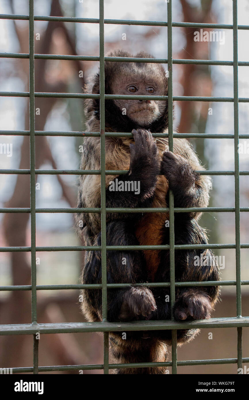 Monkey trapped in cage hi-res stock photography and images - Alamy