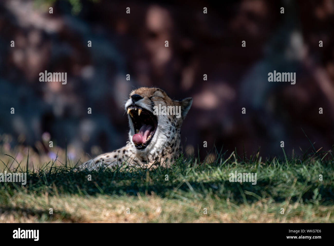 Close up cheetah head mouth hi-res stock photography and images - Alamy