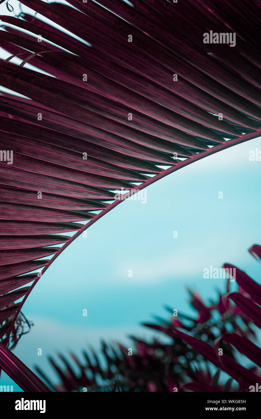 Purple colored palm tree leaves against turquoise blue sky and white ...