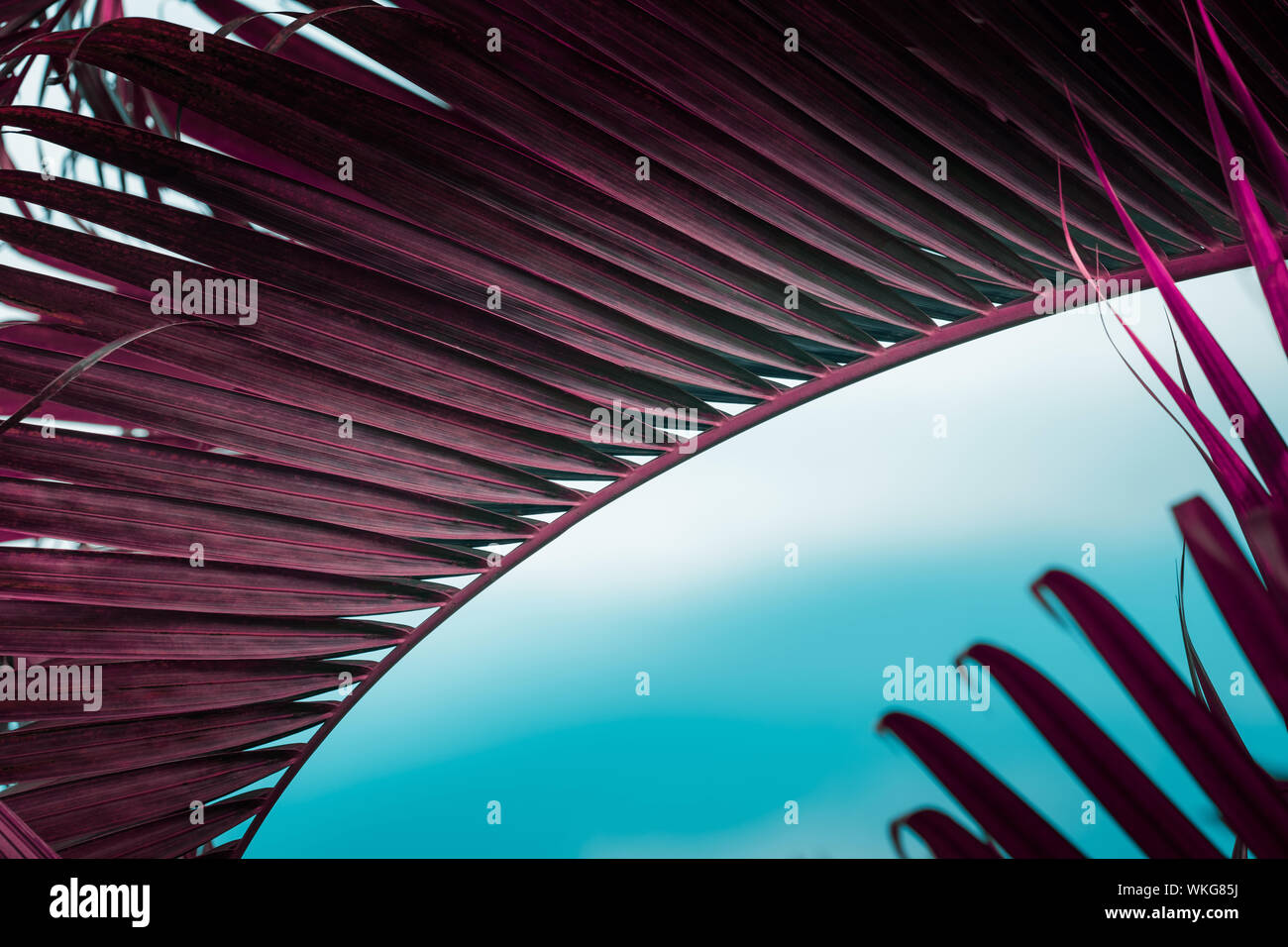 Purple colored palm tree leaves against turquoise blue sky and white ...