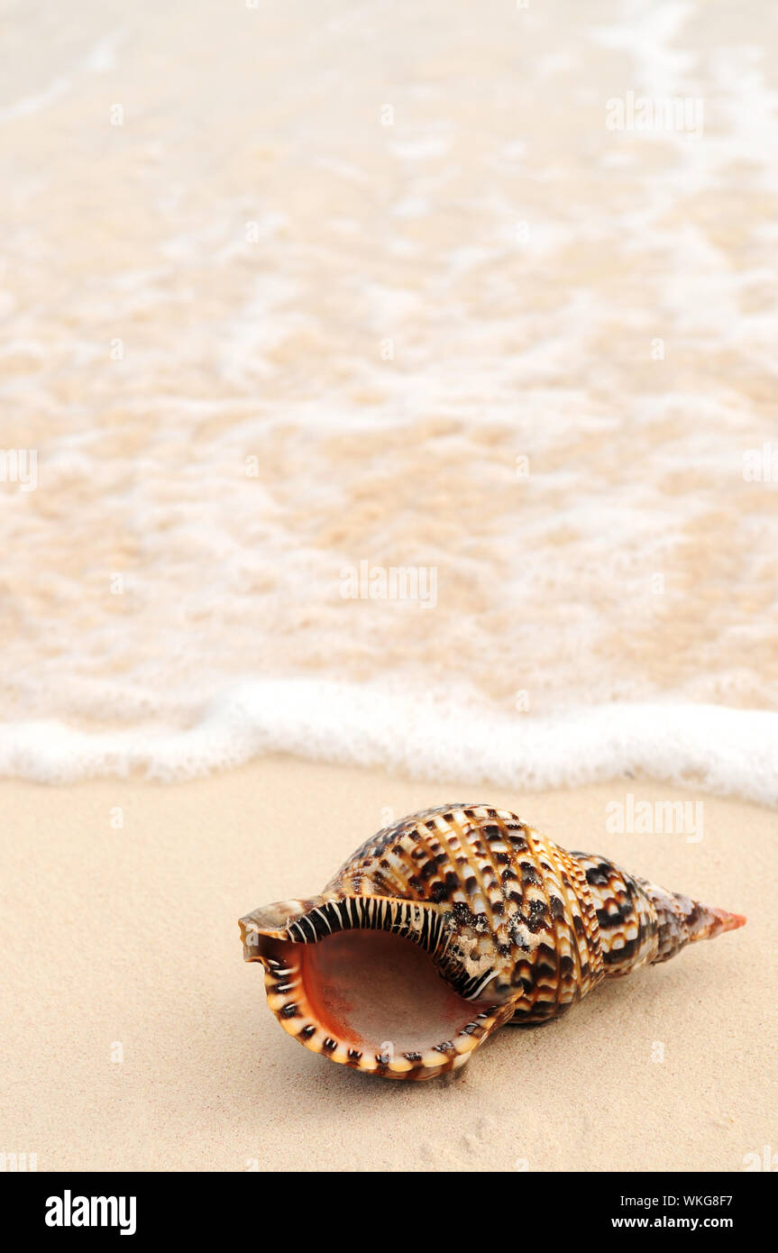 Seashell and ocean wave on sandy tropical beach Stock Photo - Alamy