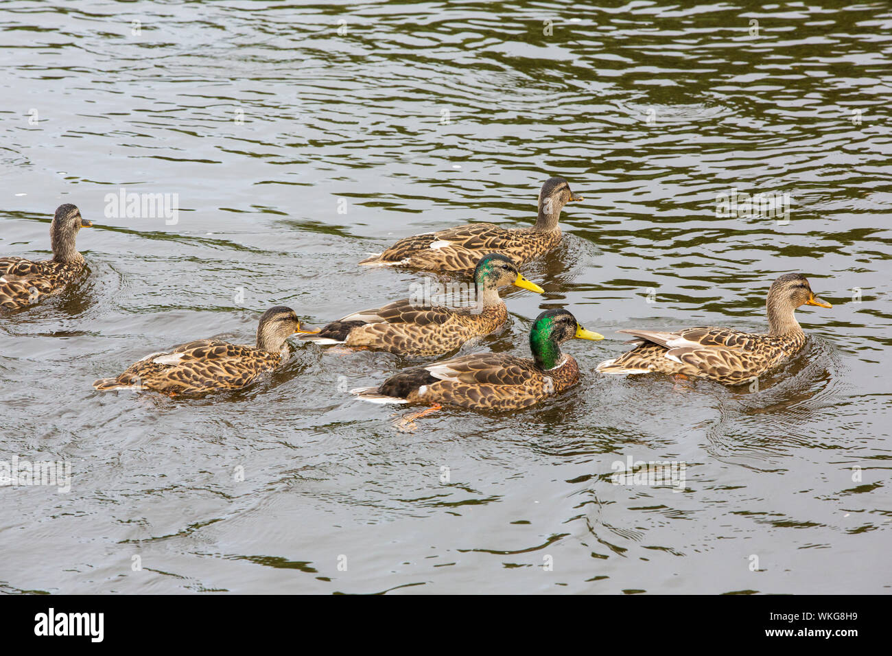 Male mallards eclipse plumage hi-res stock photography and images - Alamy