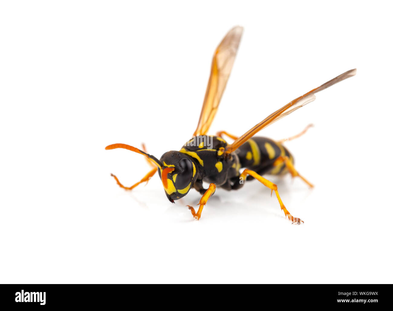 wasp isolated on white background Stock Photo - Alamy