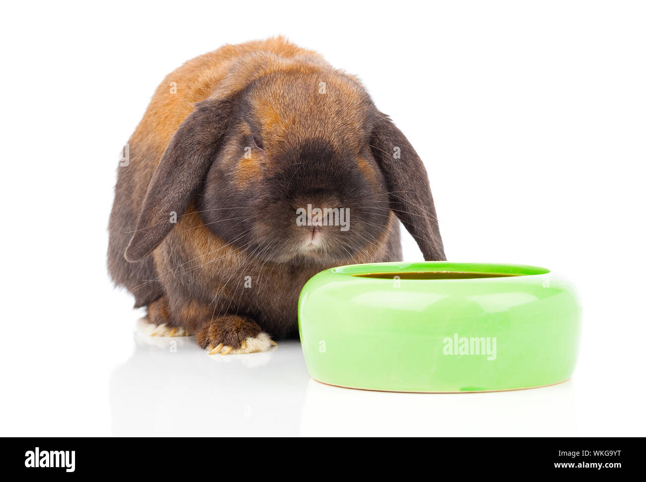rabbit isolated on a white background Stock Photo - Alamy