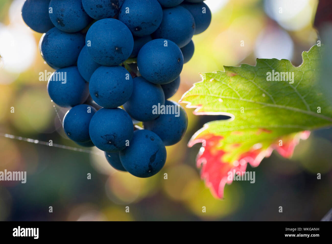 Grapes close up france sunlight hi-res stock photography and images - Alamy