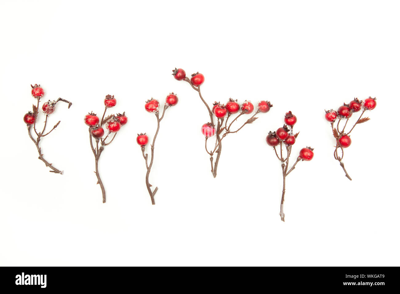 Cut rose stem angle hi-res stock photography and images - Alamy