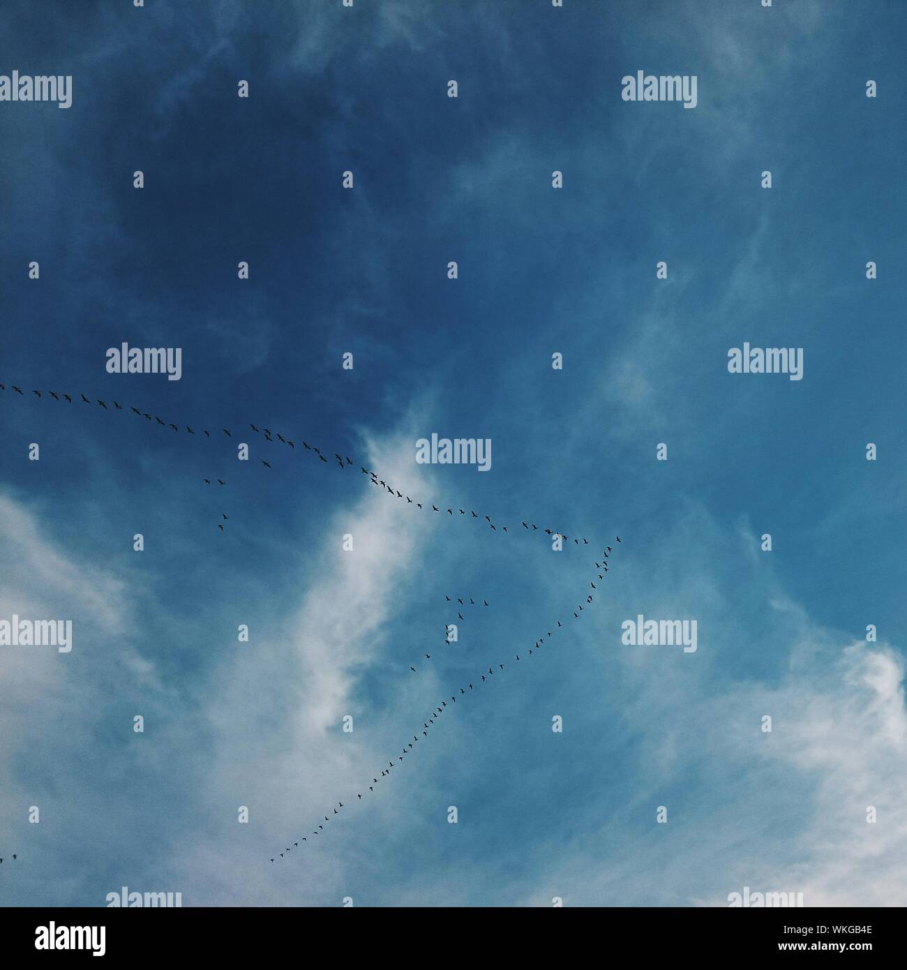 Birds flying v formation hi-res stock photography and images - Alamy