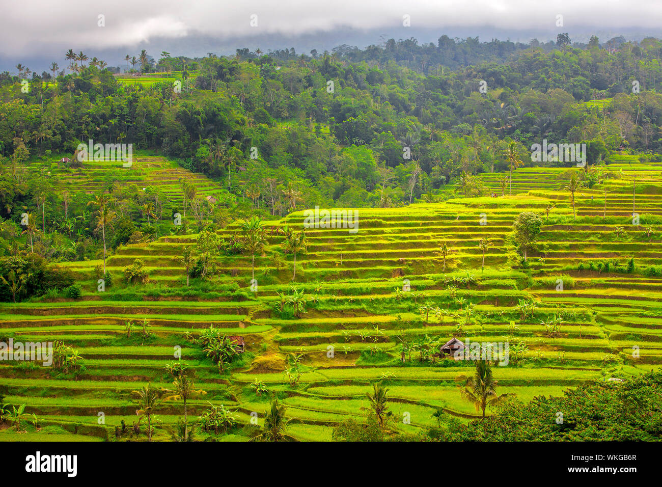 Beautiful rice terrace fields in Bali Indonesia Stock Photo - Alamy