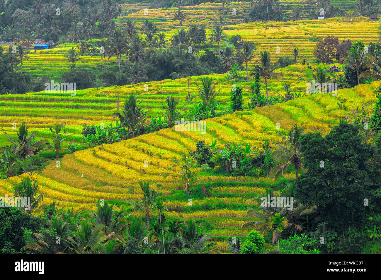 Beautiful rice terrace fields in Bali Indonesia Stock Photo - Alamy