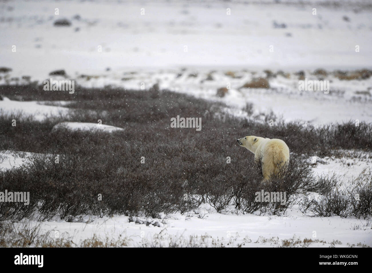 The polar bear sniffs. A portrait of the polar bear smelling air Stock ...
