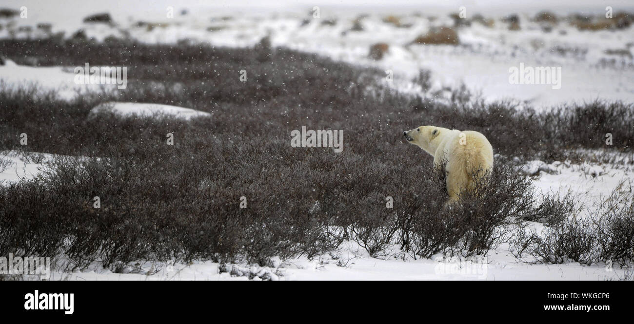 The polar bear sniffs. A portrait of the polar bear smelling air Stock ...