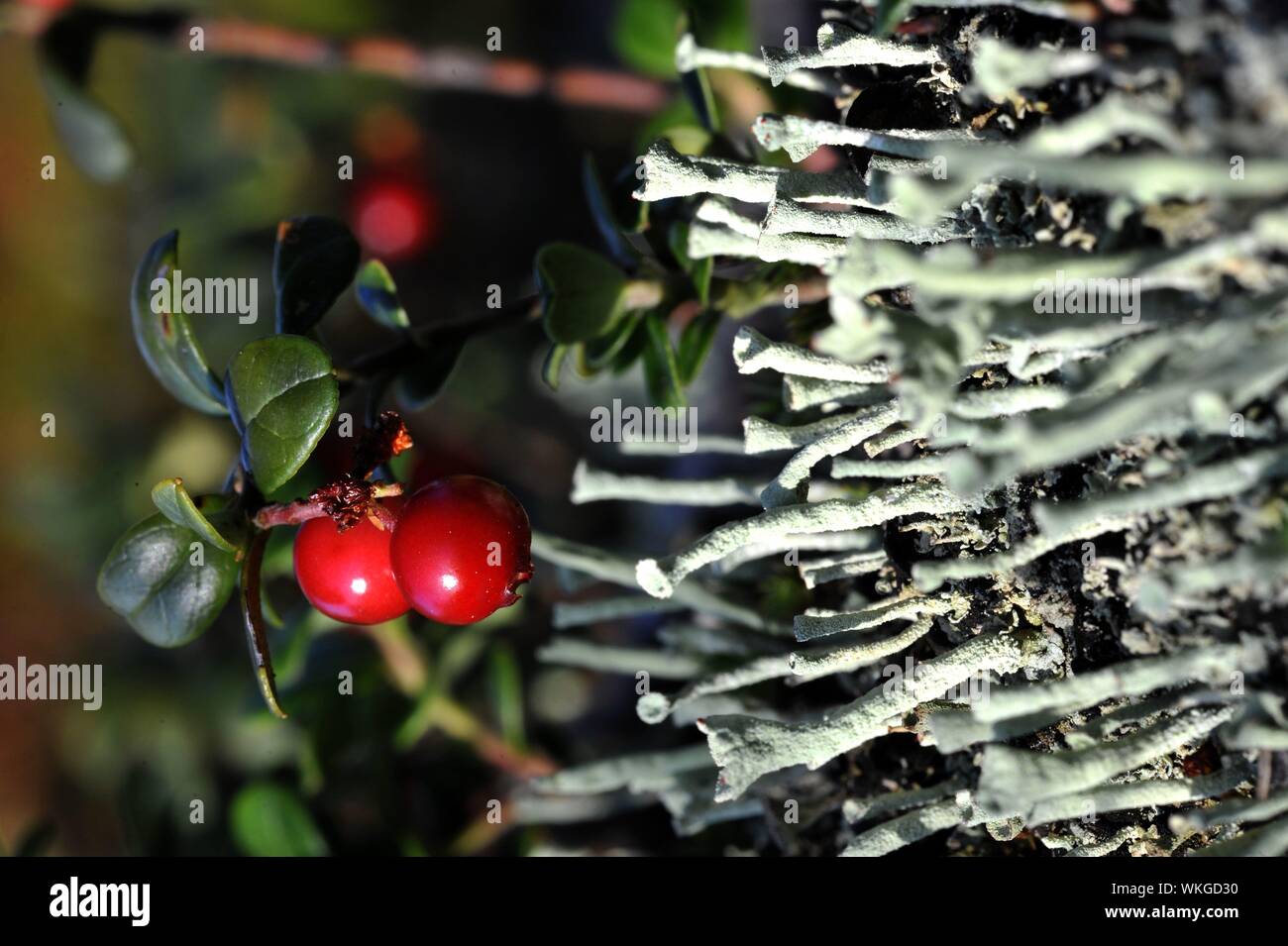 Cowberry berries. Brightly red berries of a cowberry grow in a moss ...