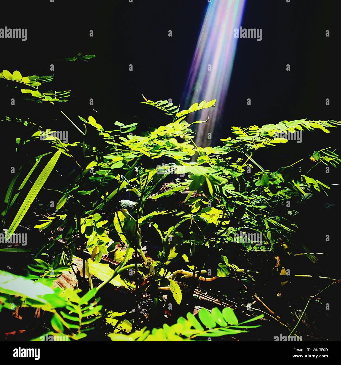 Sunlight plant close hi-res stock photography and images - Alamy