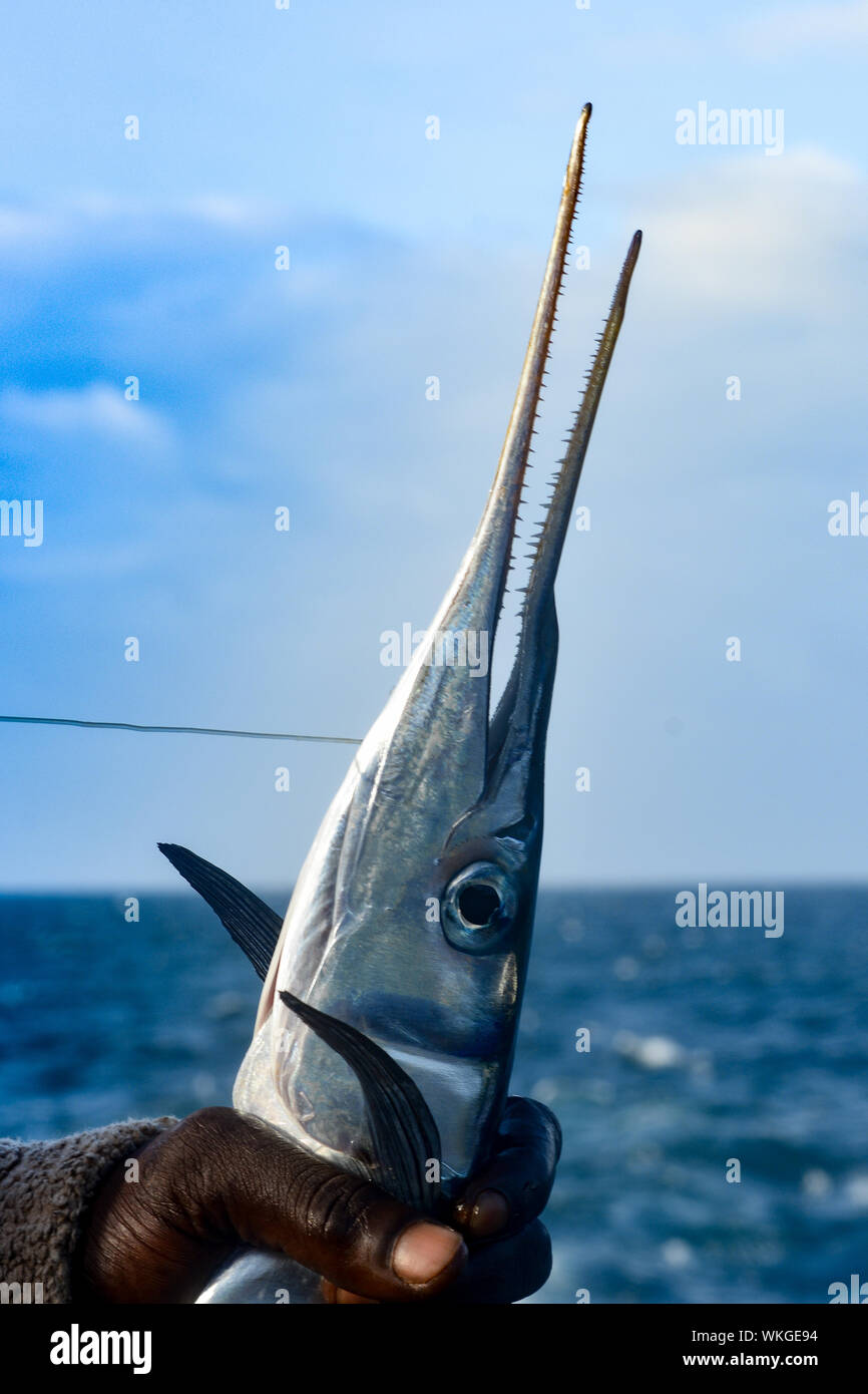 Swordfish sea hi-res stock photography and images - Alamy