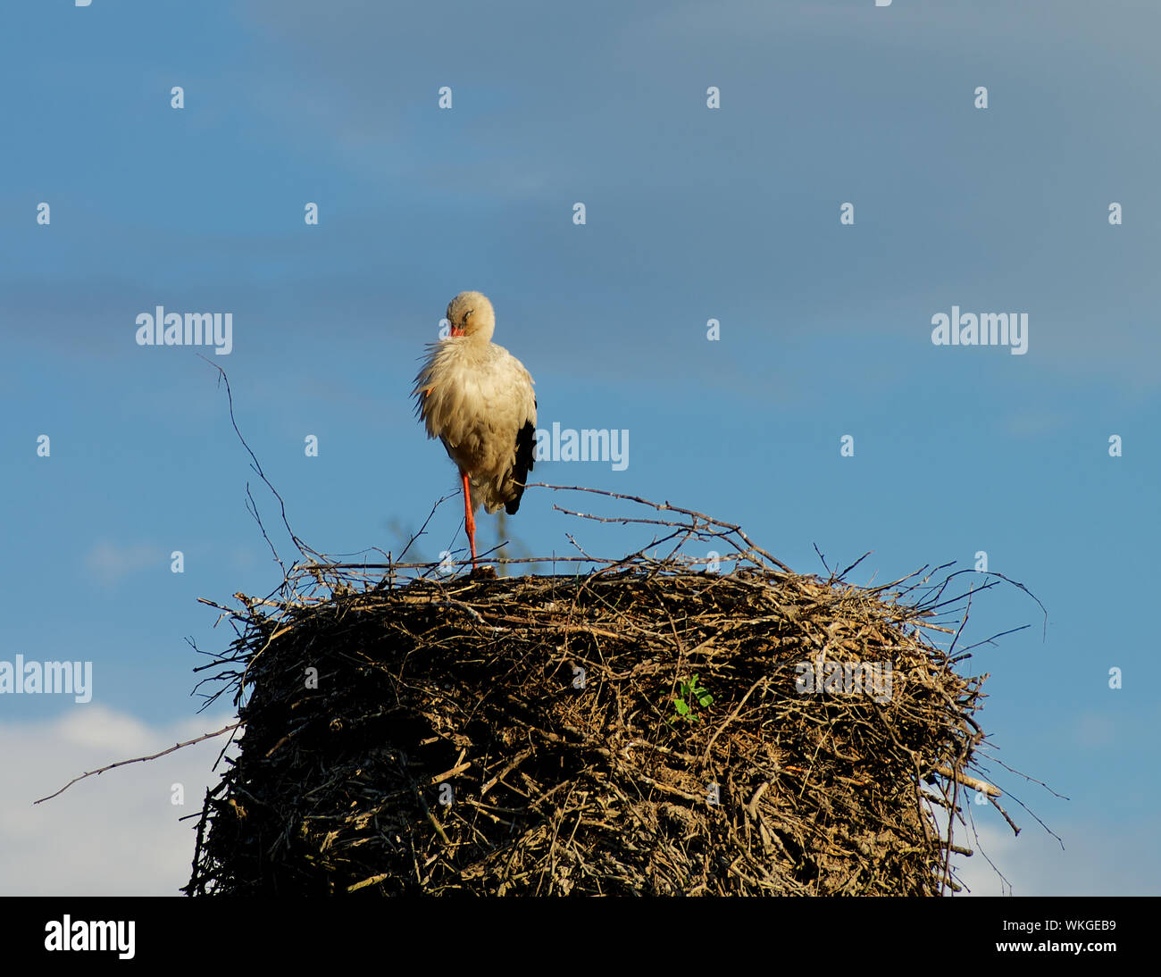 White Stork Stand at One Leg and Sleep in His Nest on Blue Sky ...