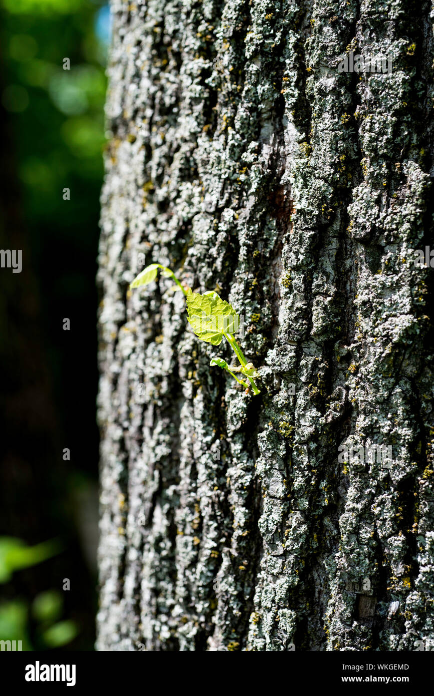 New leaf tree hi-res stock photography and images - Alamy