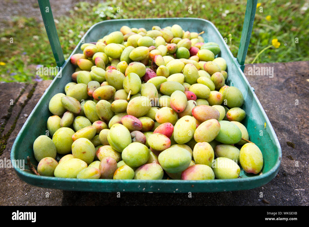 Dropped tree hi-res stock photography and images - Alamy