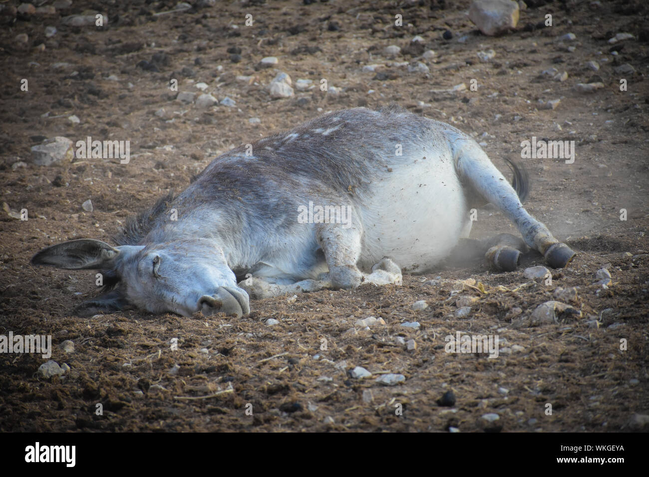 Donkey lying down hi-res stock photography and images - Alamy