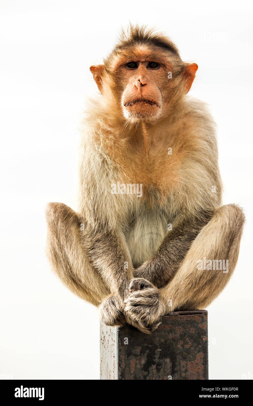 Monkey pole hi-res stock photography and images - Alamy
