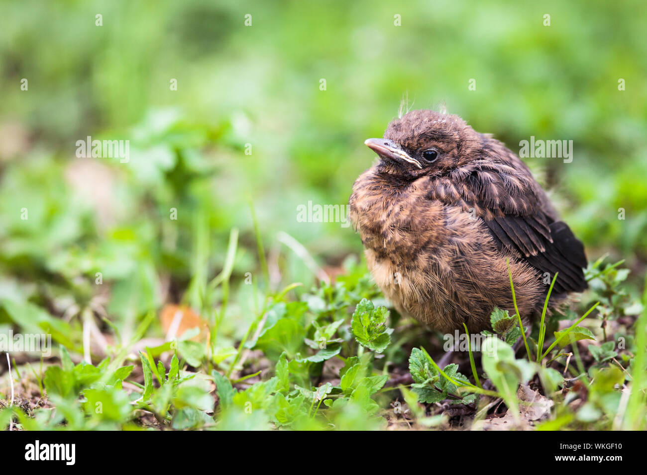 Closeup of a baby Common Blackbird (Turdus merula Stock Photo - Alamy