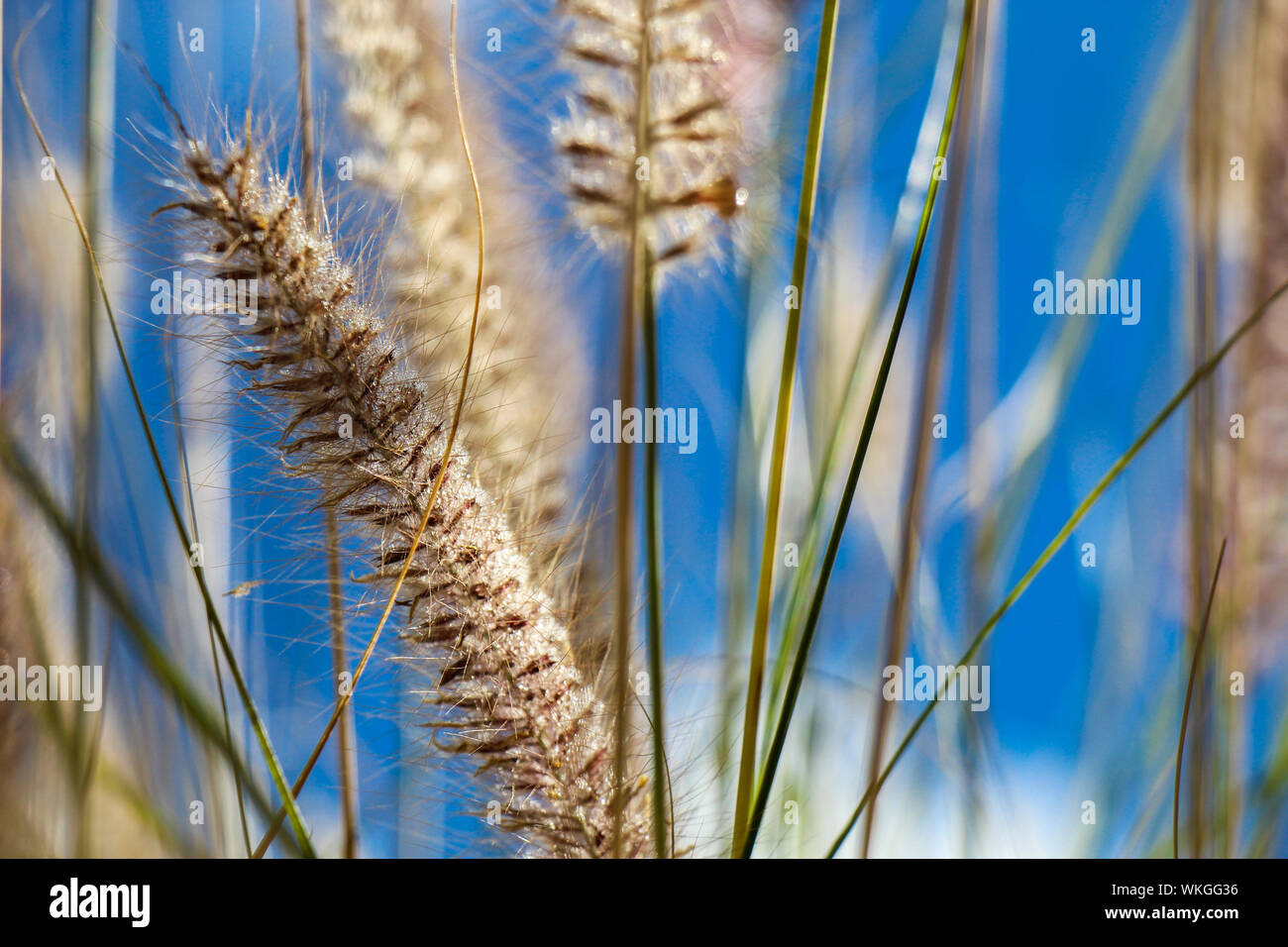 Flowering wild ornamental grass with delicate fluffy inflorescences in ...