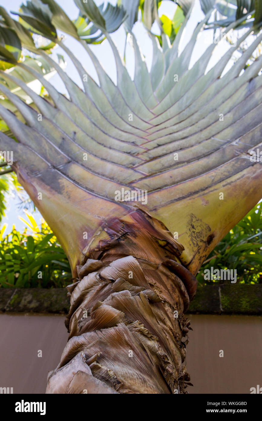 Tropical green palm tree background macro outside in summer Stock Photo ...