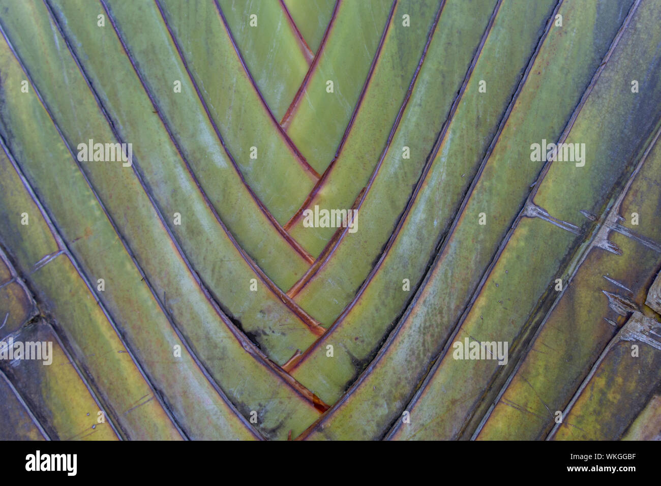 Tropical green palm tree background macro outside in summer Stock Photo ...