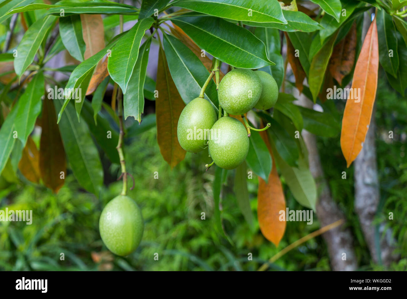 Fresh green mango fruit plant tree outside in summer tropical Stock ...