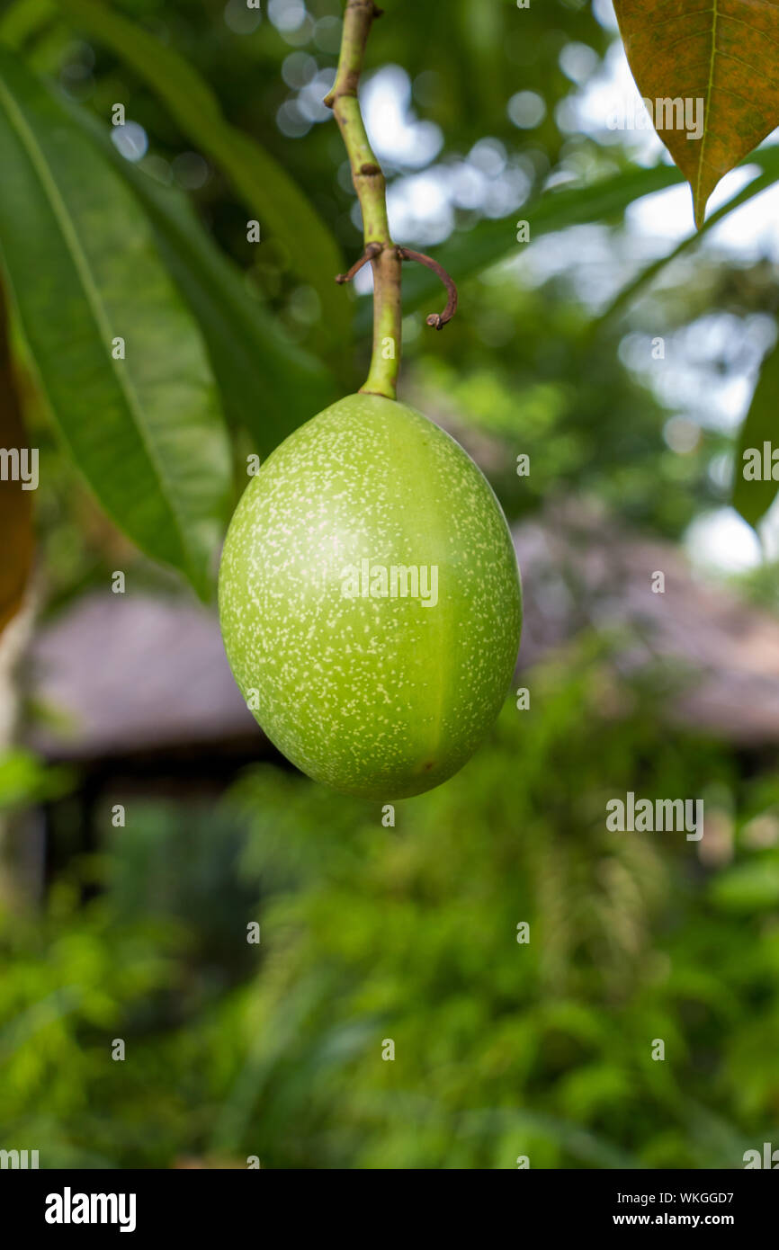 Fresh green mango fruit plant tree outside in summer tropical Stock ...
