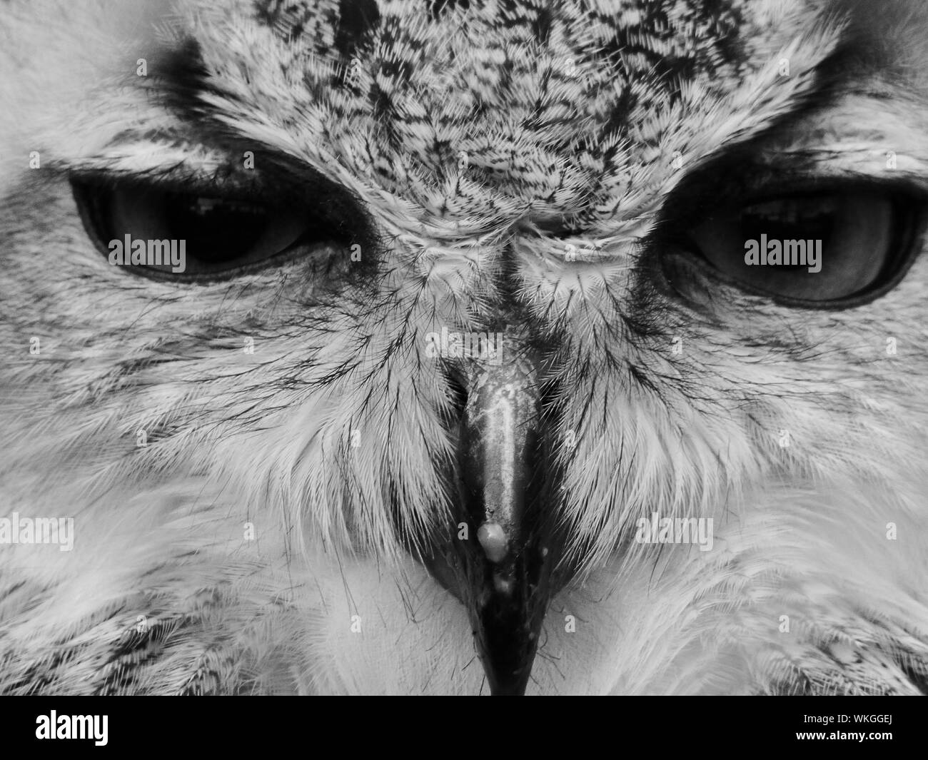 Full body owl hi-res stock photography and images - Alamy