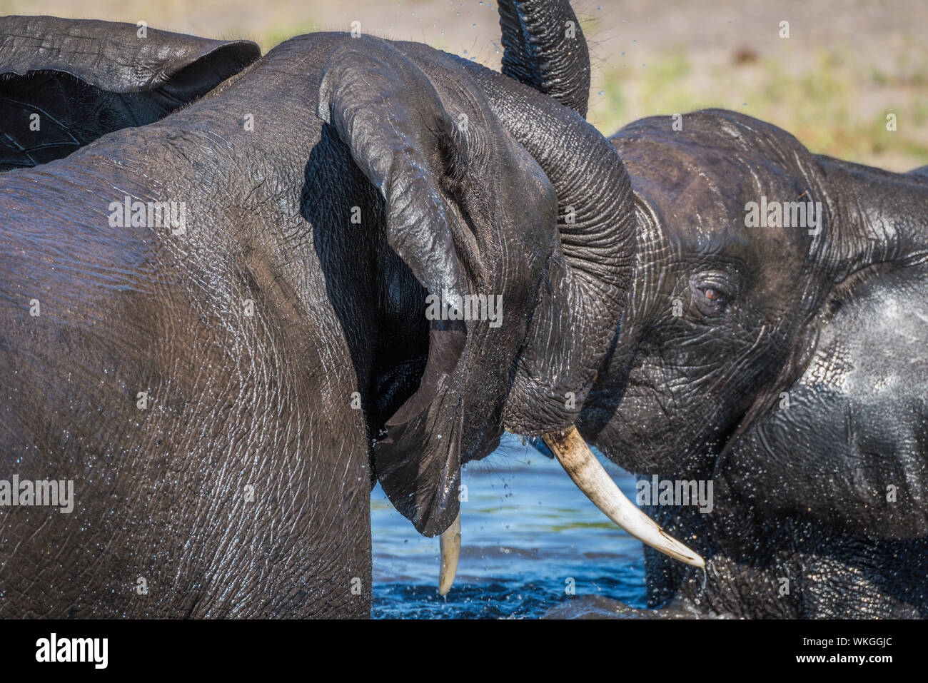 African animals in river hi-res stock photography and images - Alamy