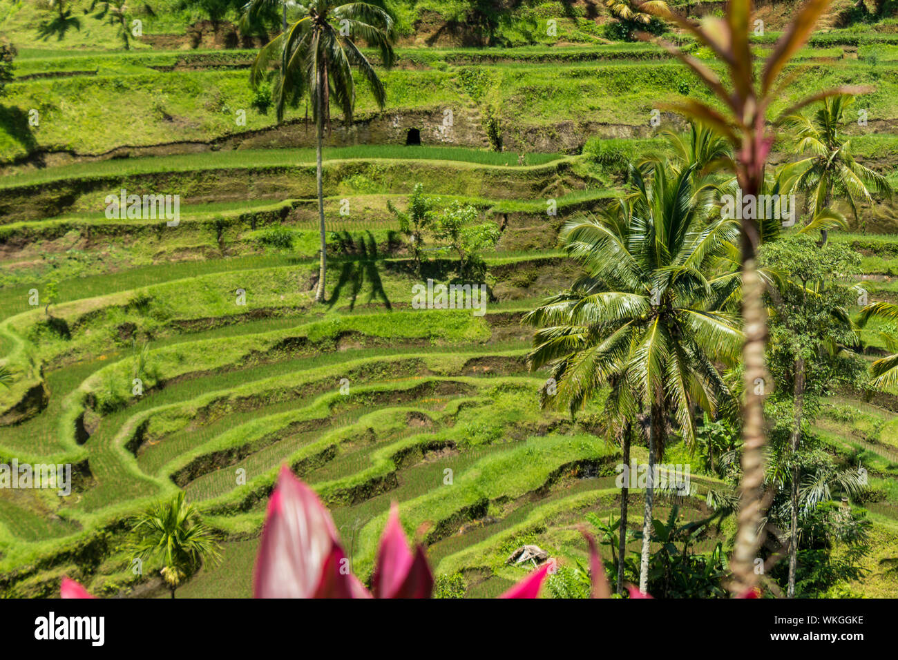 Lush green terraced farmland in Bali on a steep hillside with rice ...