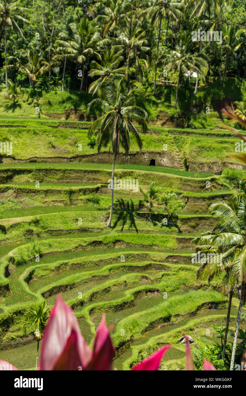 Lush green terraced farmland in Bali Stock Photo - Alamy