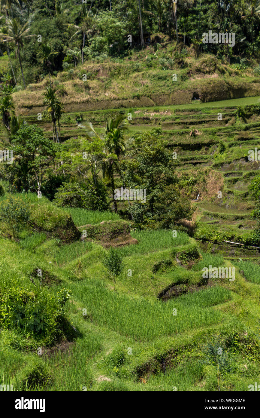 Lush green terraced farmland in Bali on a steep hillside with rice ...
