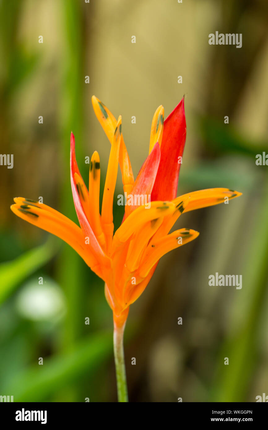 Colorful orange hybrid tropical strelitzia flowers with large lush ...