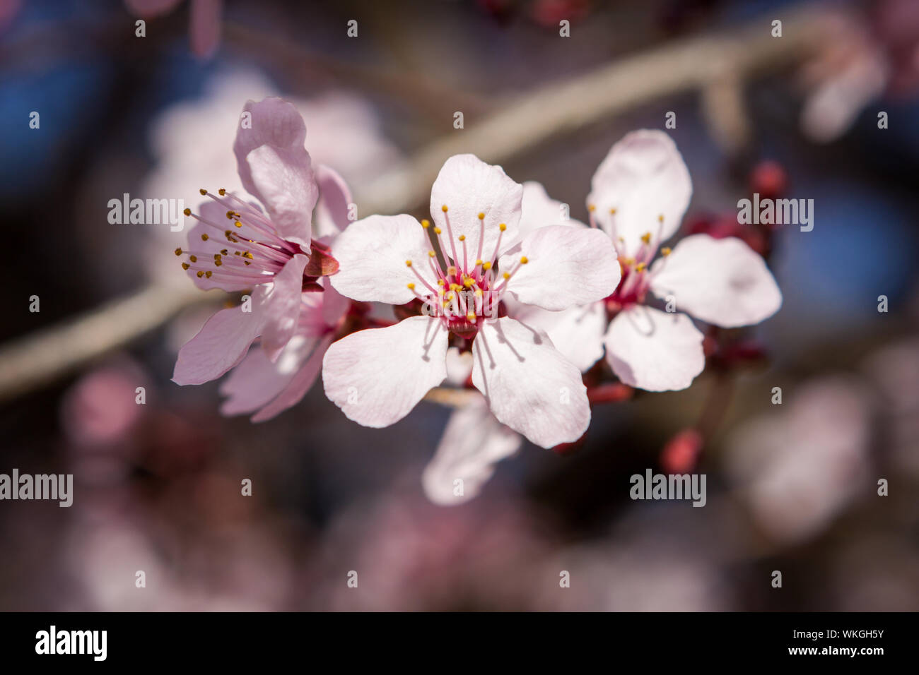 Beautiful pink spring blossom on the branch of a sakura, or Japanese ...