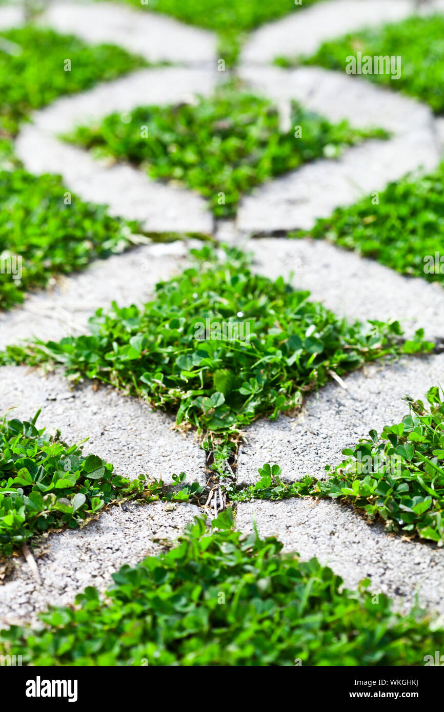 stone block walk path in the park with green grass background Stock ...